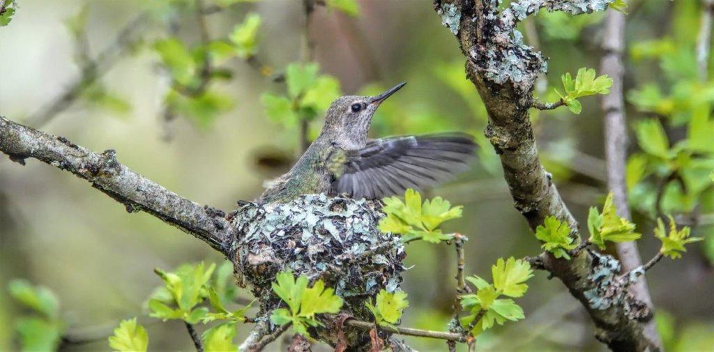 Anna’s Hummingbird Nest - Buttertubs Marsh, March/April 2019 - Nature ...