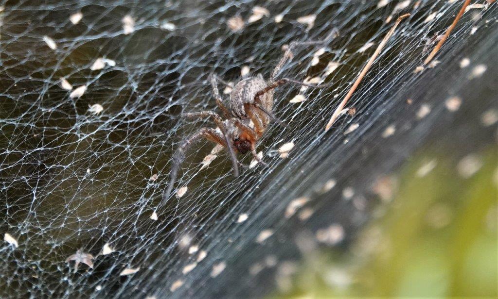 An Introduction to Spiders - Nature Nanaimo