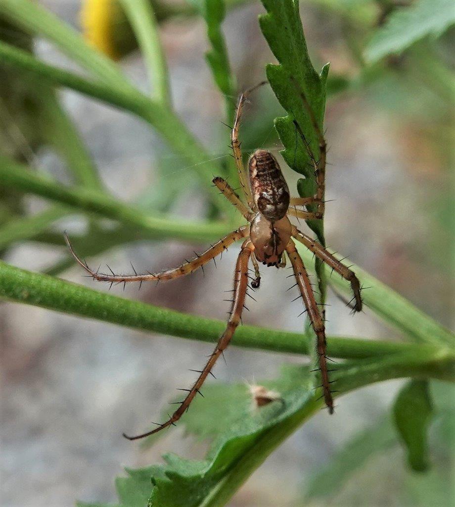 An Introduction to Spiders - Nature Nanaimo