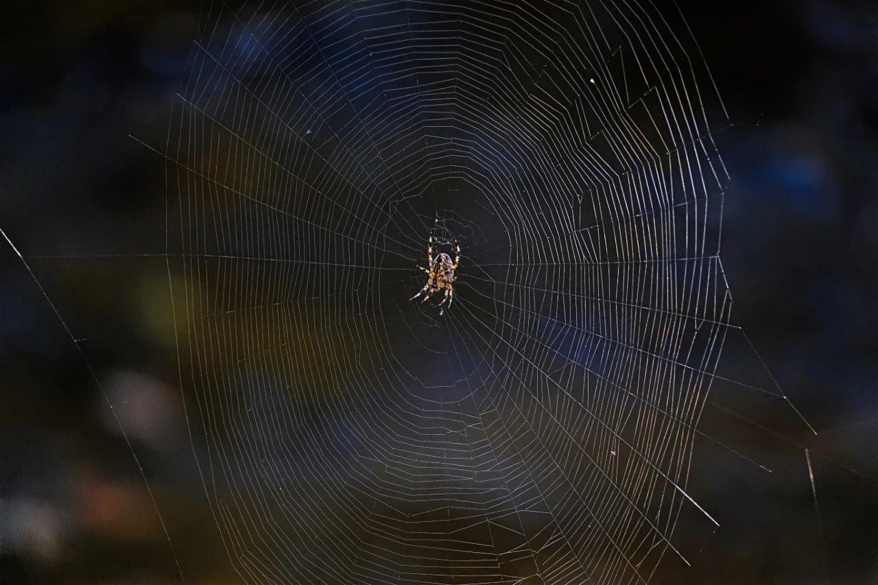 An Introduction to Spiders - Nature Nanaimo