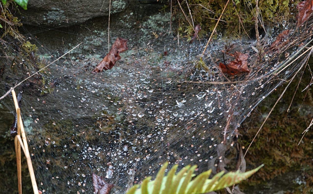 An Introduction to Spiders - Nature Nanaimo