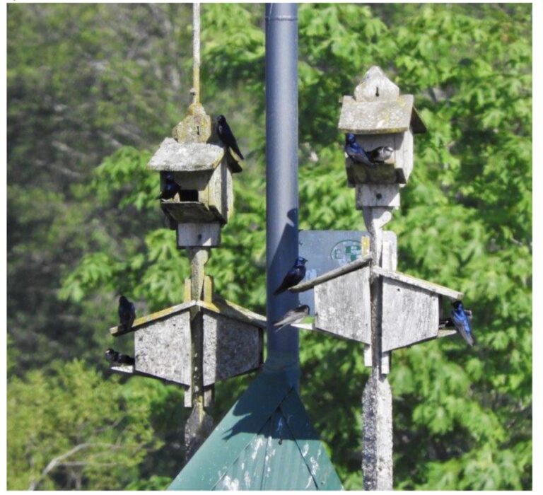 Purple Martin nest boxes at Buttertubs Marsh - Nature Nanaimo