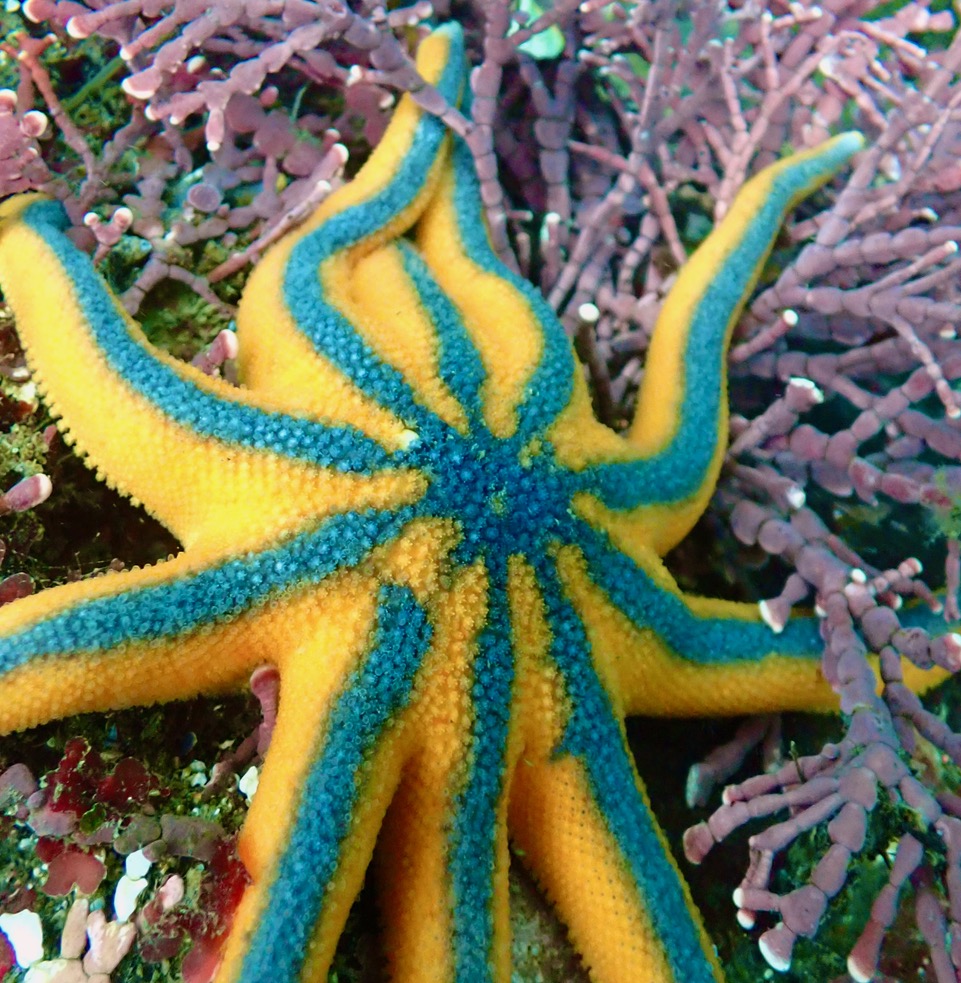 February 19, 2026 at 7pm - Snorkelling Adventures Around Vancouver ...